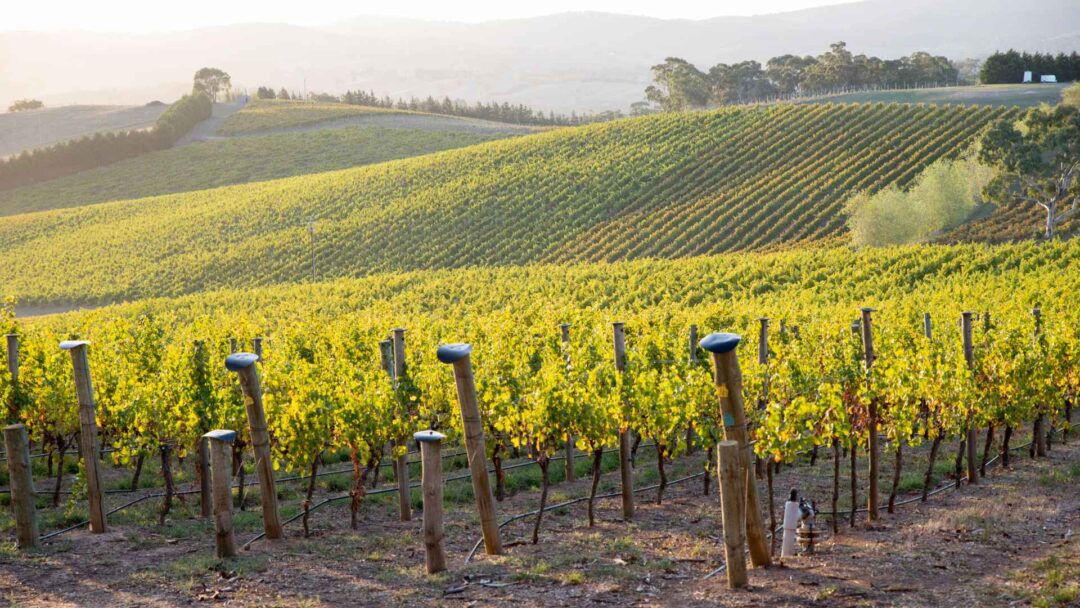 Adelaide Cruise Port: The Ultimate Guide