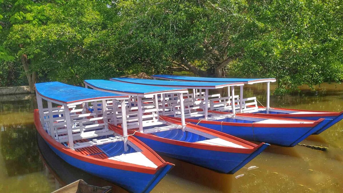 Manaus Cruise Port: The Ultimate Guide