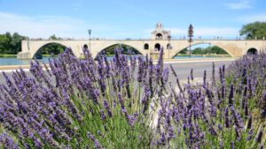 Avignon River Cruise Port Guide (2025): Palais des Papes & Day Trips